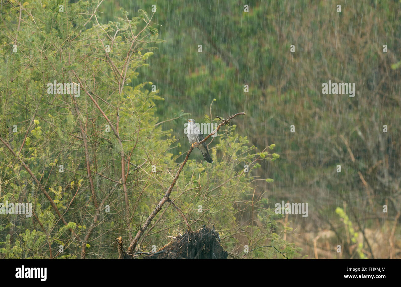 Singing Cuckoo High Resolution Stock Photography and Images - Alamy