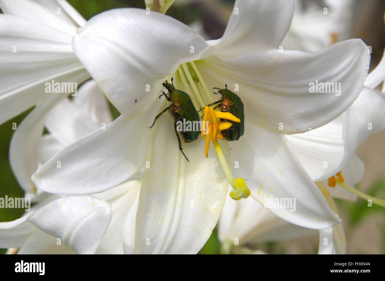 (Golden Beetle) [Goldie beetle] (Cetonia aurata) (Green beetle) (Rose ...