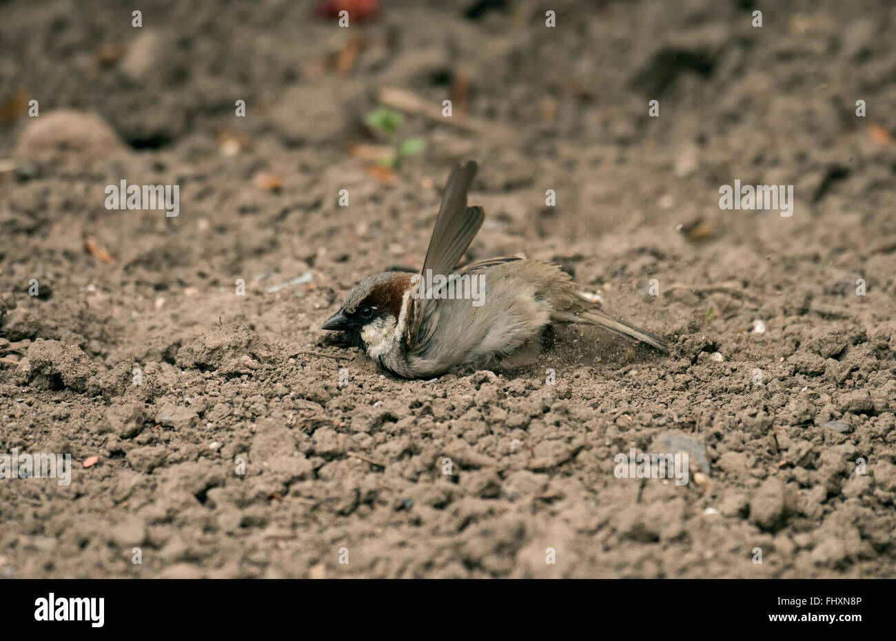 House Sparrow male dust bathing Stock Photo - Alamy