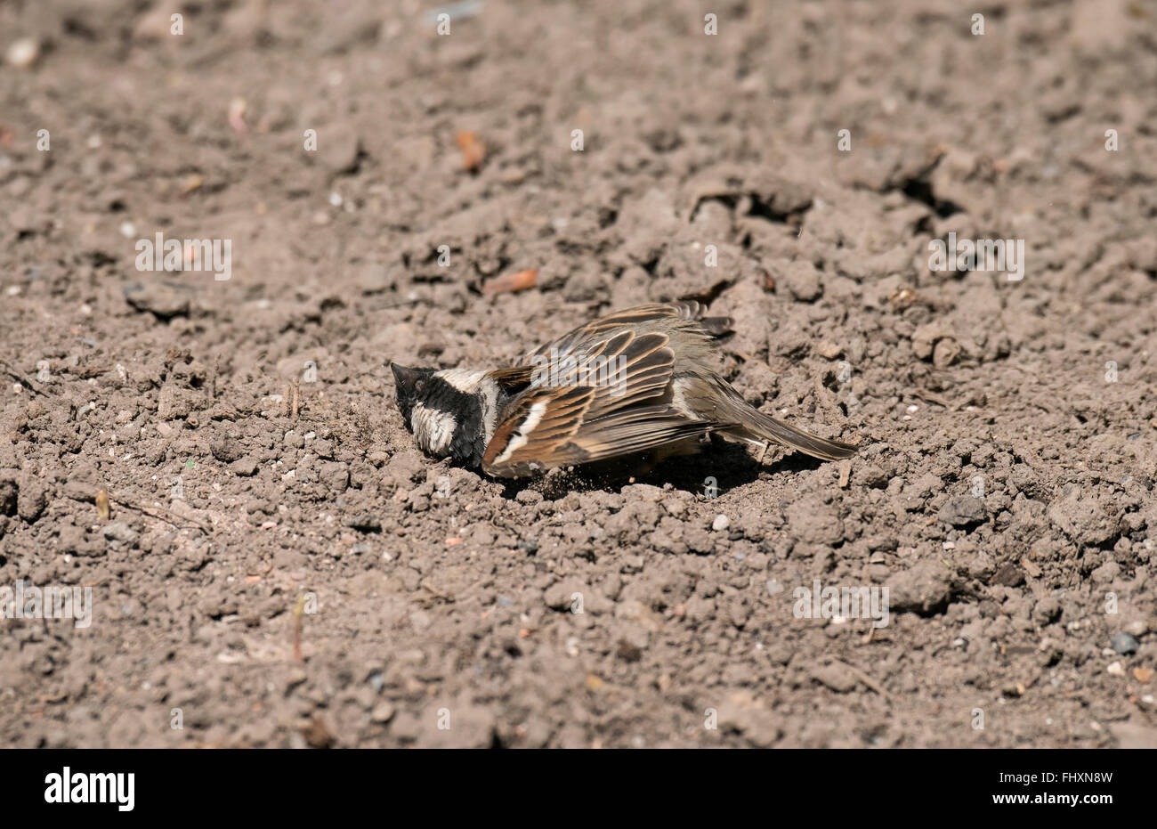House Sparrow male dust bathing Stock Photo - Alamy
