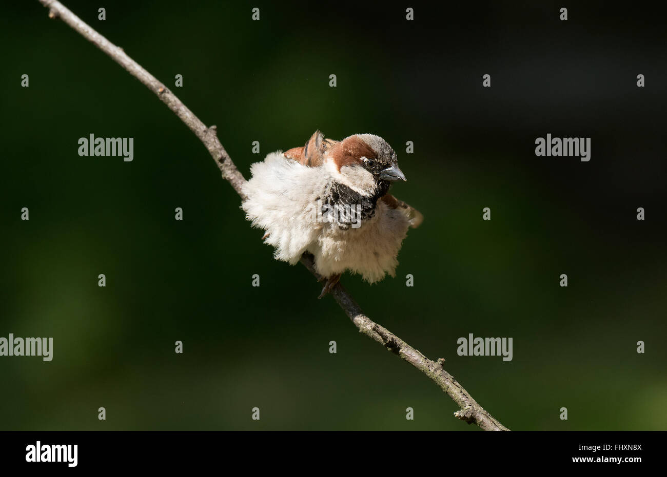 Fluffed up feathers hi-res stock photography and images - Alamy