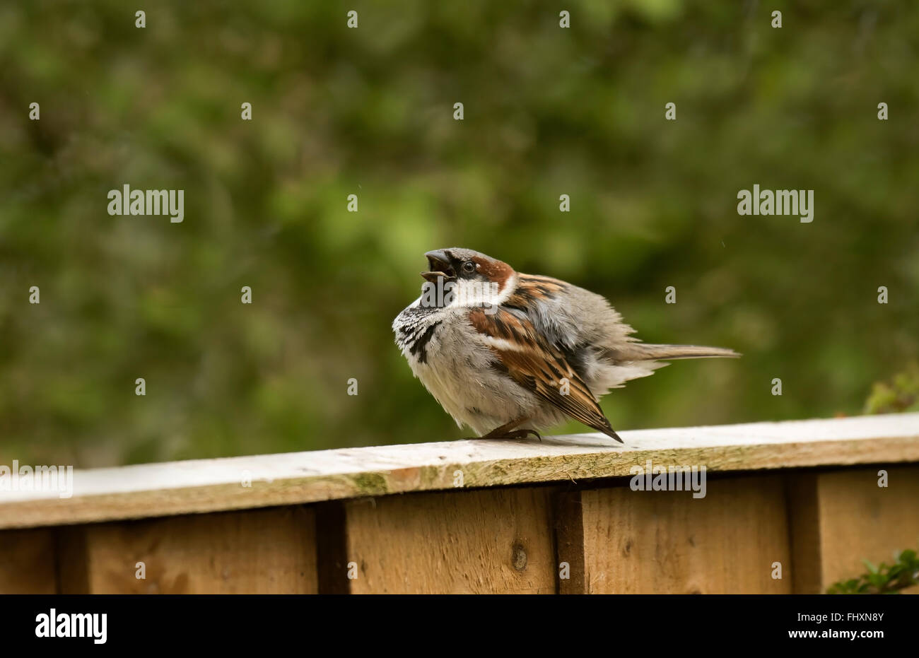 House sparrow mating hi-res stock photography and images - Alamy