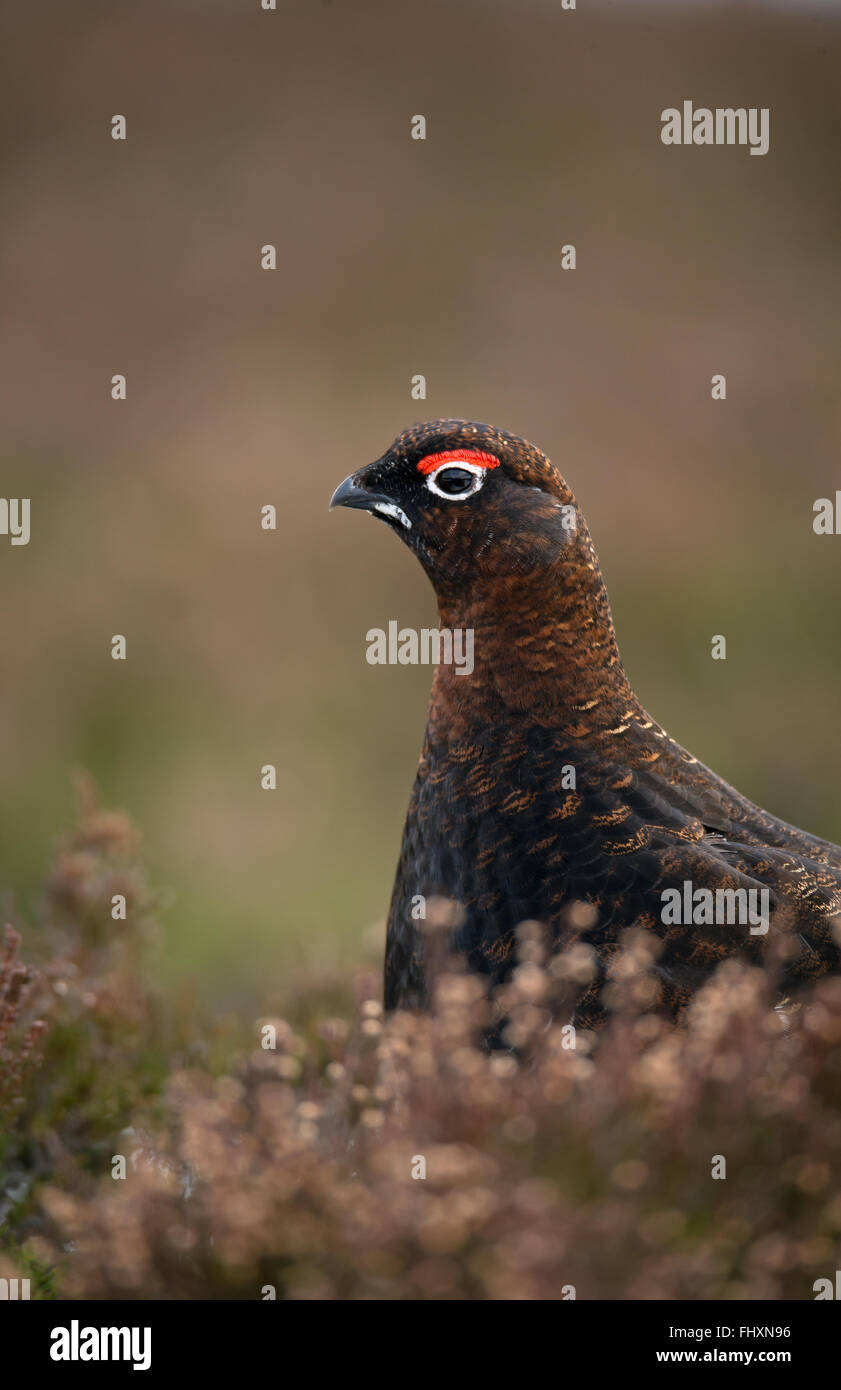 Red Grouse male close up portrait Stock Photo - Alamy