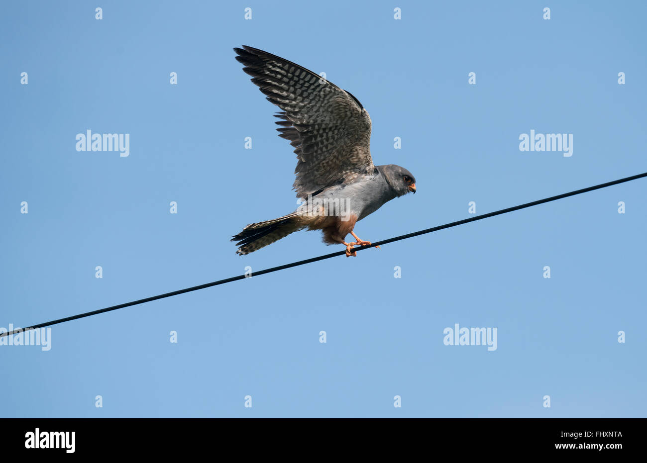Red-footed Falcon 1st summer male wings raised Stock Photo - Alamy
