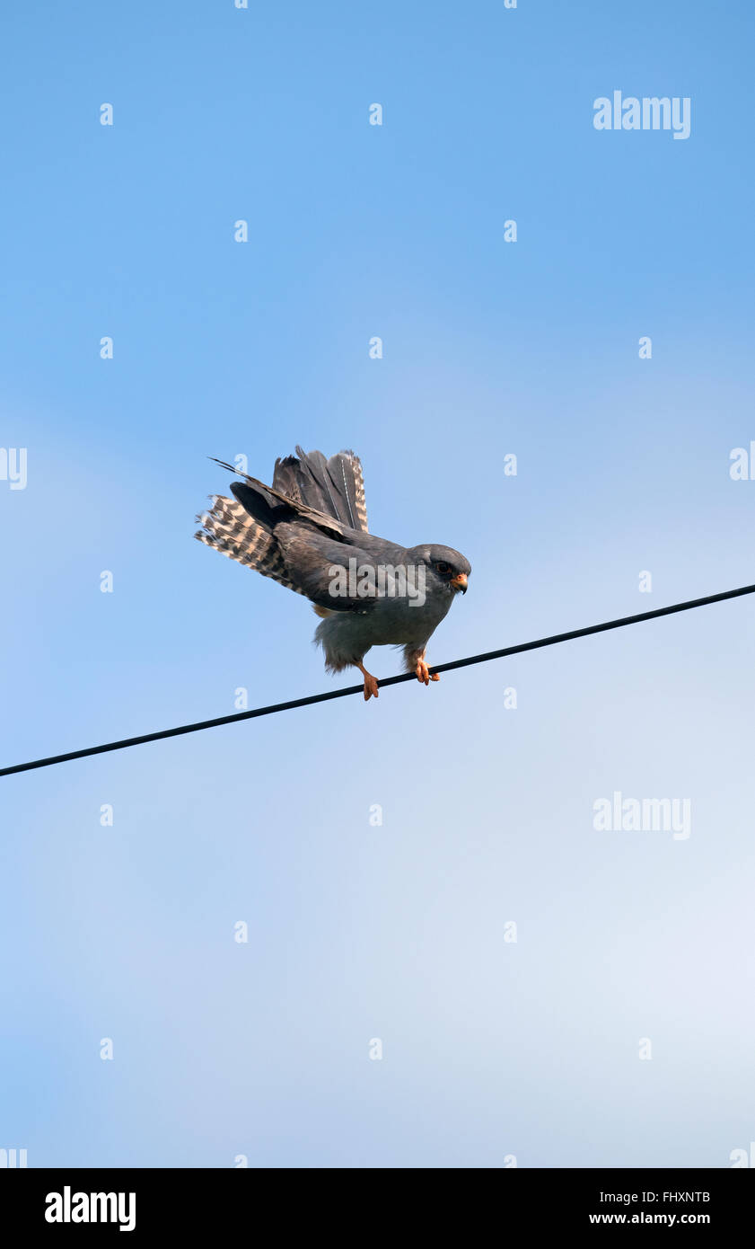 Red footed falcon uk hi-res stock photography and images - Alamy