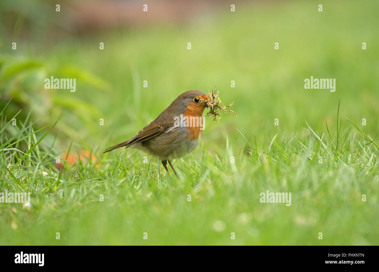 Robin uk nest hi-res stock photography and images - Alamy