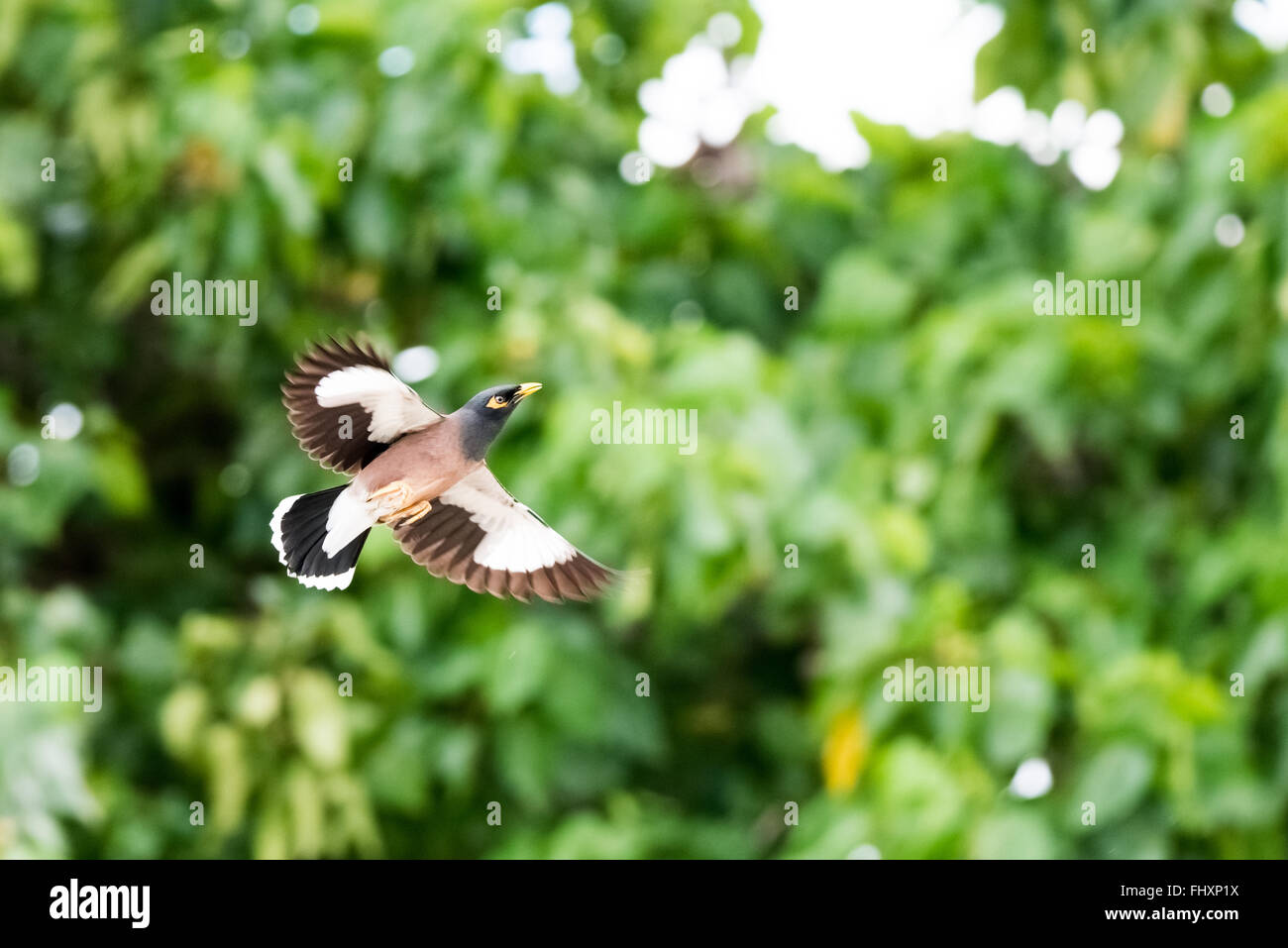Common myba hi-res stock photography and images - Alamy