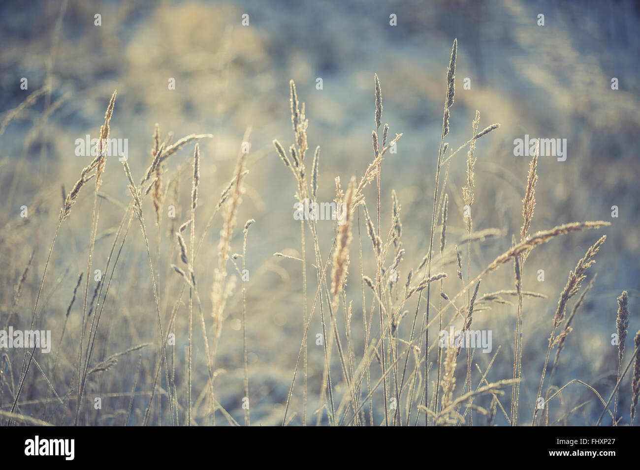 Grasses in winter Stock Photo - Alamy