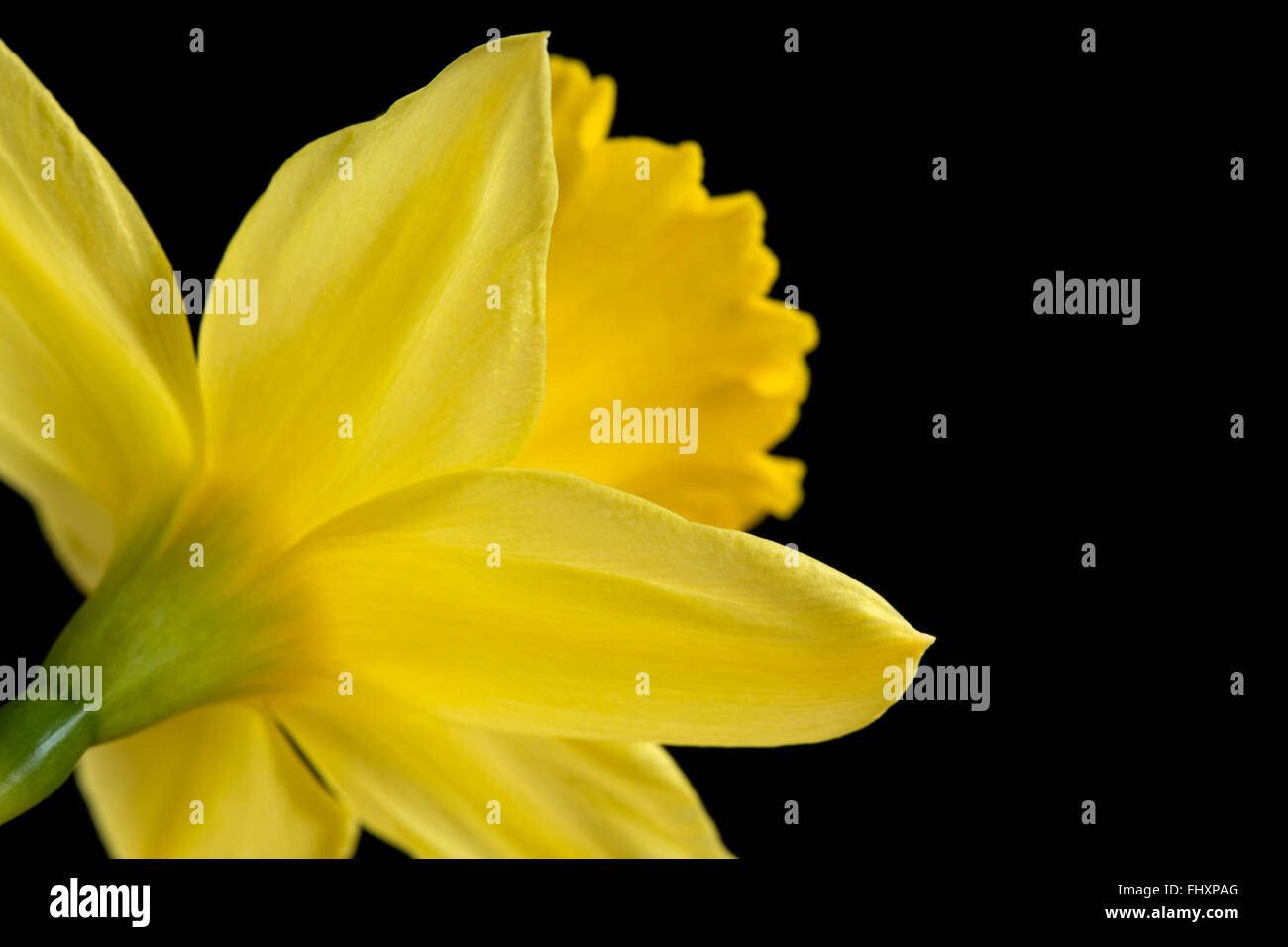 Back of a yellow daffodil on a black background Stock Photo - Alamy