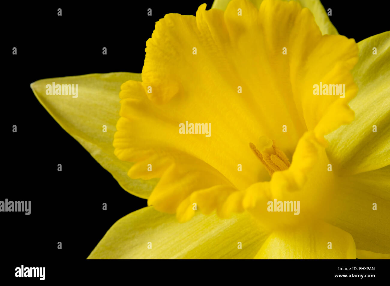 Daffodil on a black background hi-res stock photography and images - Alamy