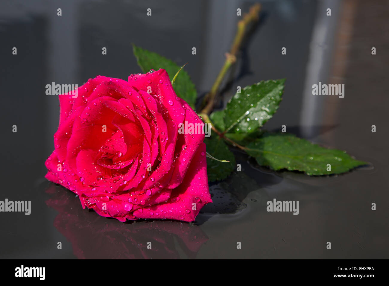 Single Red Rose Stock Photo - Alamy