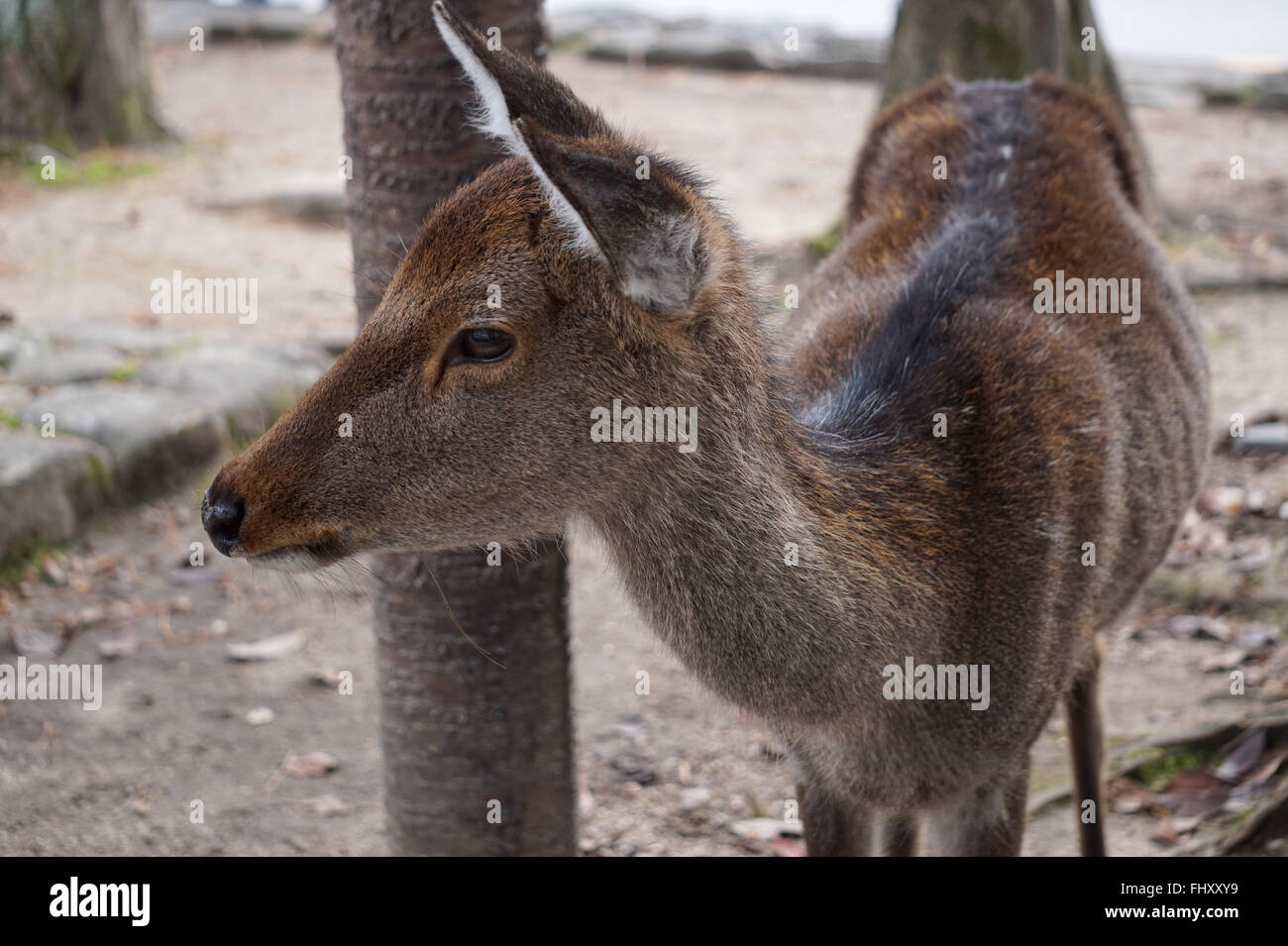 Deer on Miyajima island, Hiroshima, Japan Stock Photo - Alamy