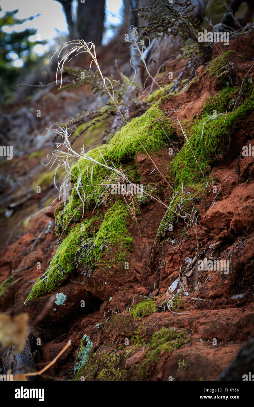 Moss on a Cliff Stock Photo - Alamy
