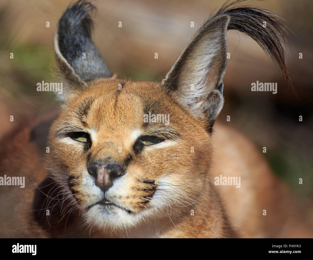 Caracal caracal hunting hi-res stock photography and images - Alamy
