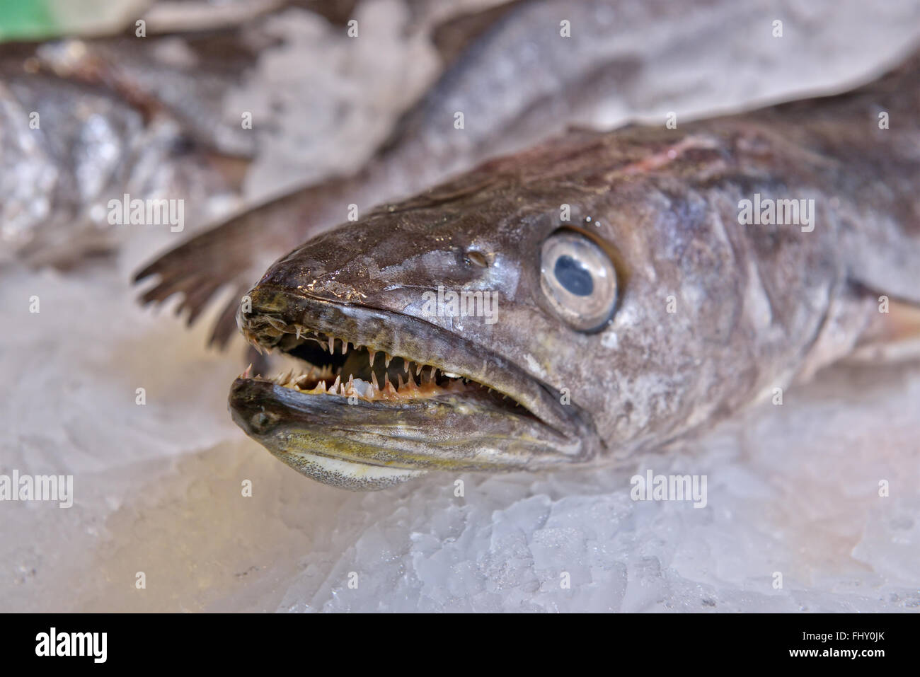 Ice teeth hi-res stock photography and images - Alamy
