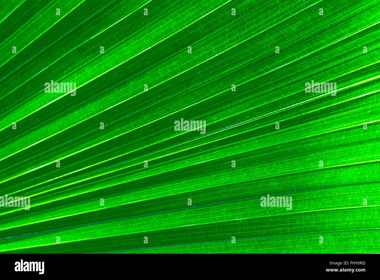 Palm Leaf Background Stock Photo - Alamy
