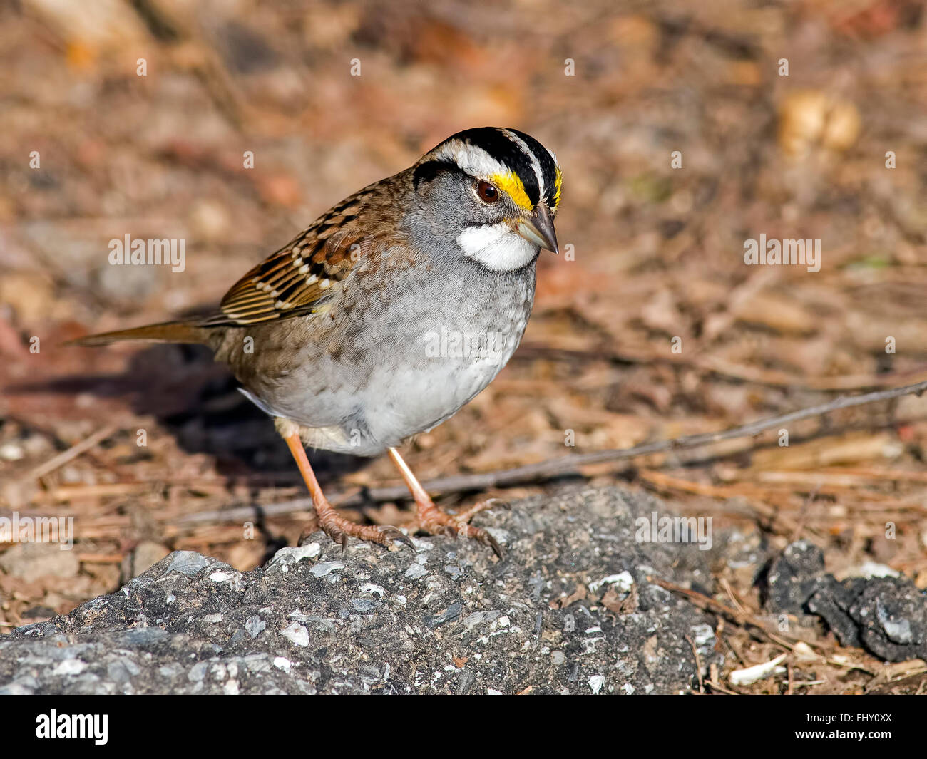 The white throated sparrow hi-res stock photography and images - Alamy