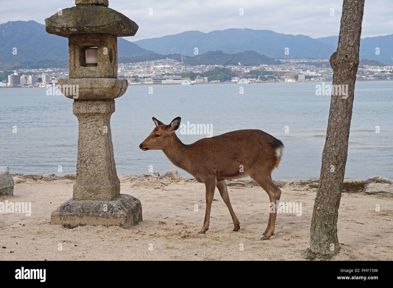 Tame deer on Miyajima island, with Hiroshima on the mainland behind ...