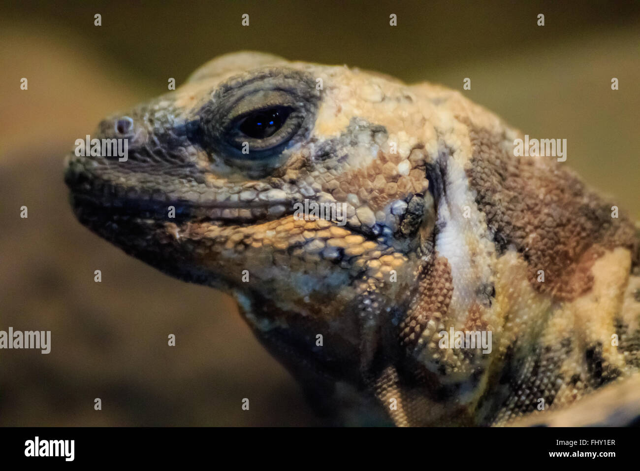 Common chuckwalla sauromalus obesus hi-res stock photography and images ...