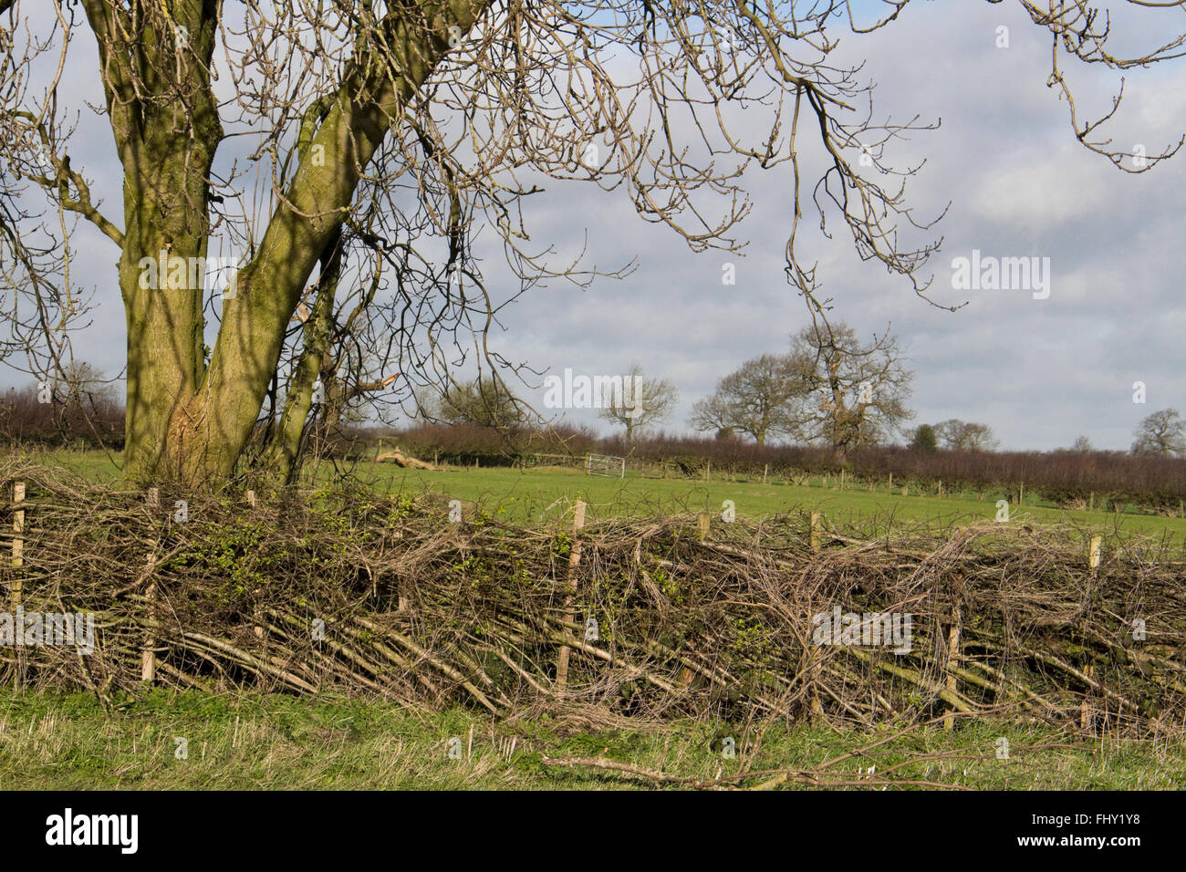 Hedge management hi-res stock photography and images - Alamy