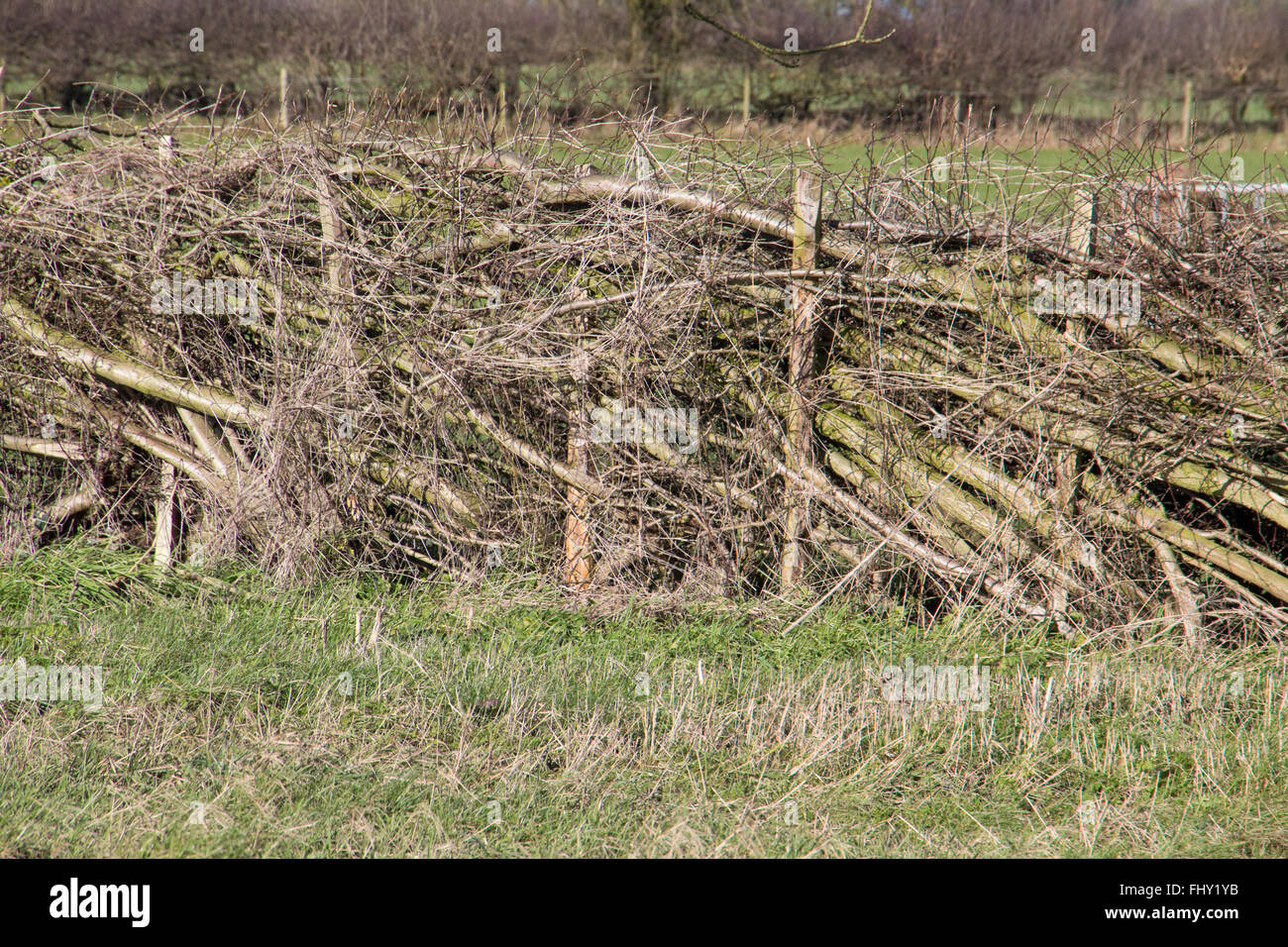Newly layed hedge near Repton, Derbyshire, UK Stock Photo - Alamy