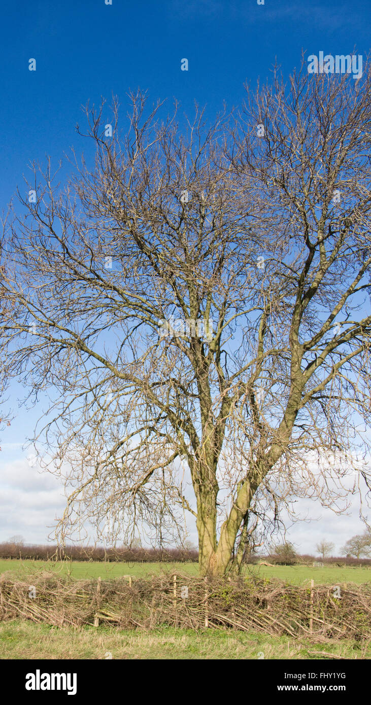 Natural Hedgerow Stock Photos & Natural Hedgerow Stock Images - Alamy