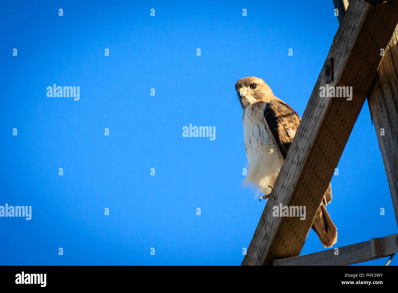 Red Tailed hawk on alert Stock Photo - Alamy