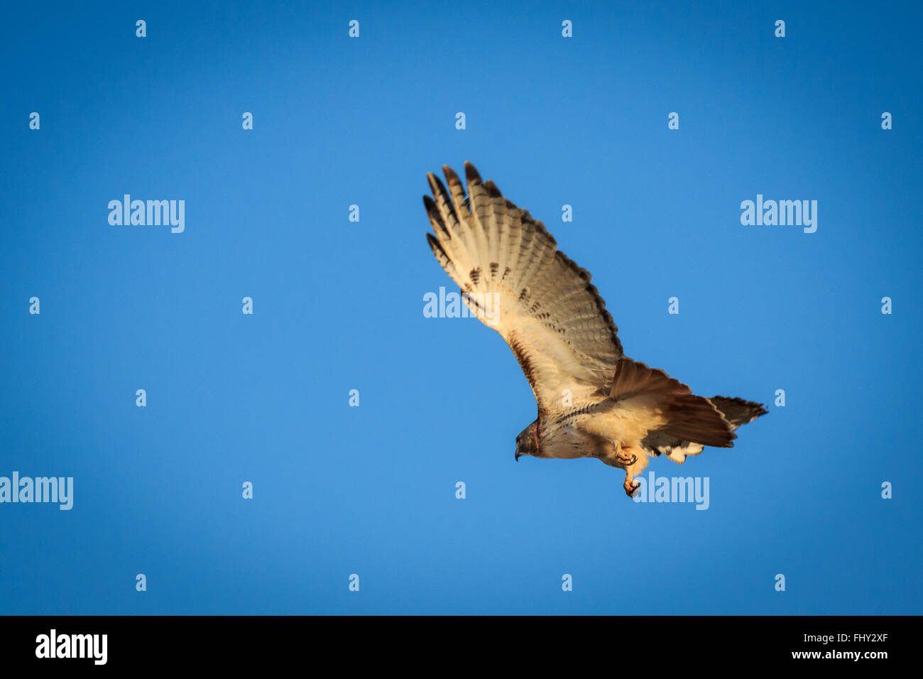 Red Tailed hawk in flight Stock Photo - Alamy