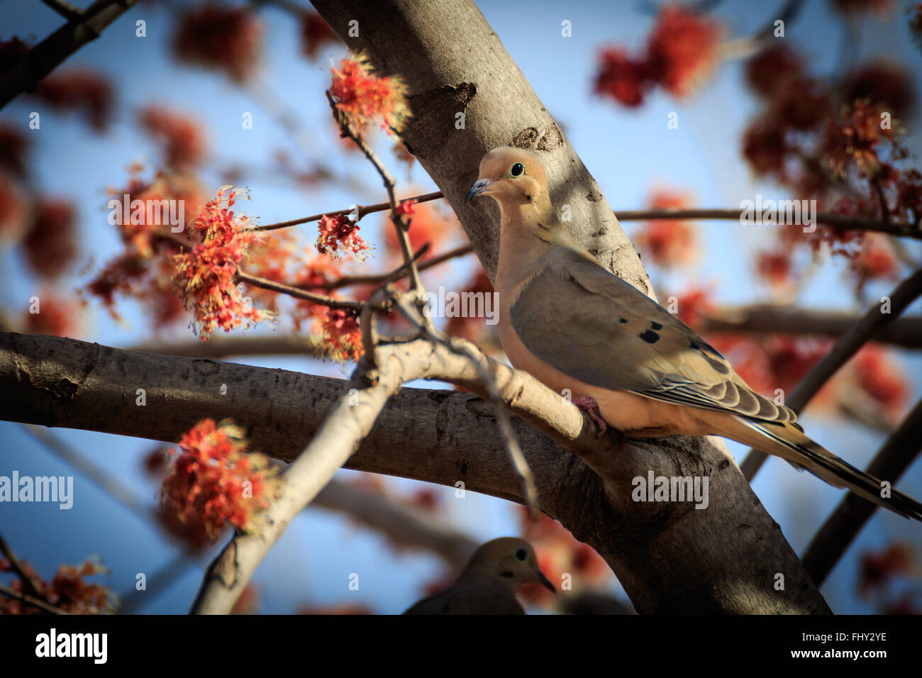 A mourning dove sitting in a blooming maple tree Stock Photo - Alamy