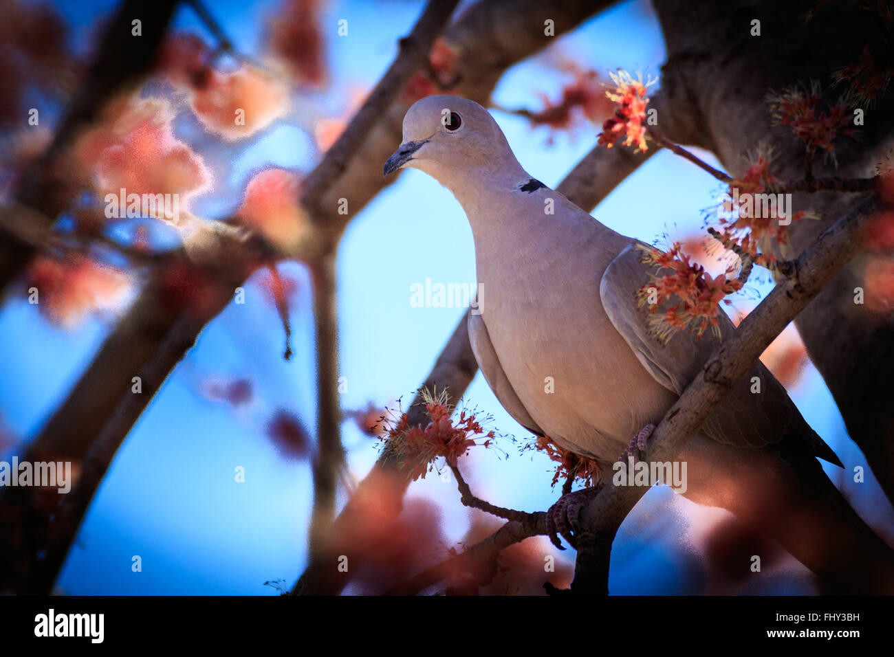 Eurasian ring-necked dove sitting in a blooming maple tree Stock Photo ...
