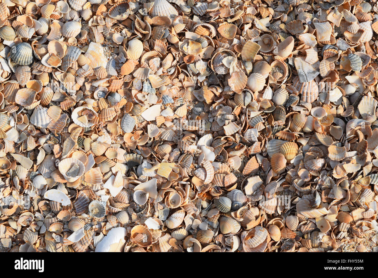 Sunlight shelly beach hi-res stock photography and images - Alamy