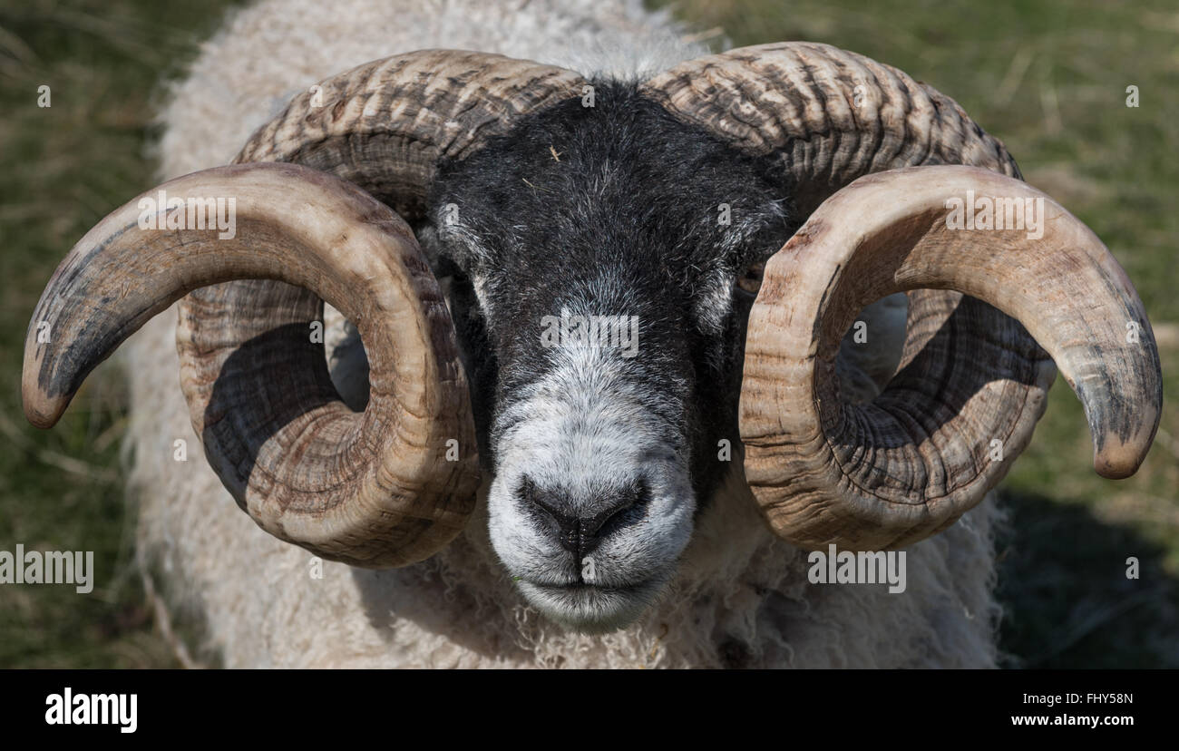 Curled ram horns hi-res stock photography and images - Alamy