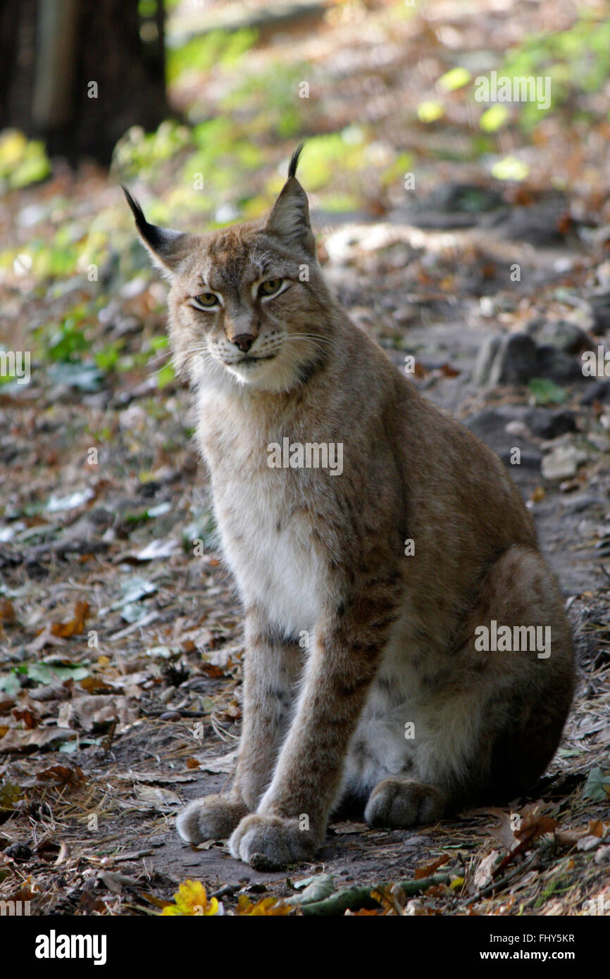 Luchs hi-res stock photography and images - Alamy