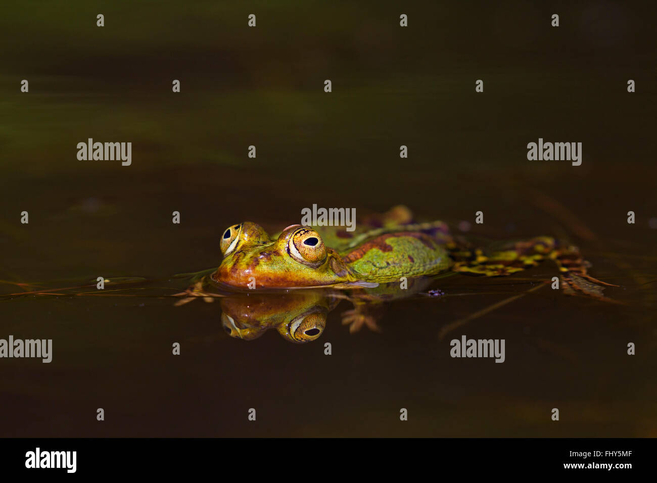 Edible frog / common water frog / green frog (Pelophylax kl. esculentus ...