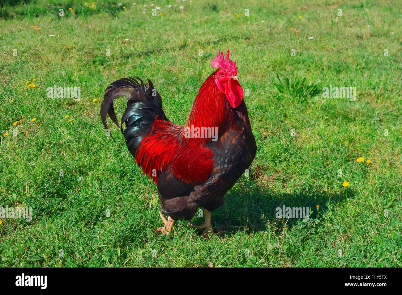 Rooster in grass on traditional free range poultry farm Stock Photo - Alamy