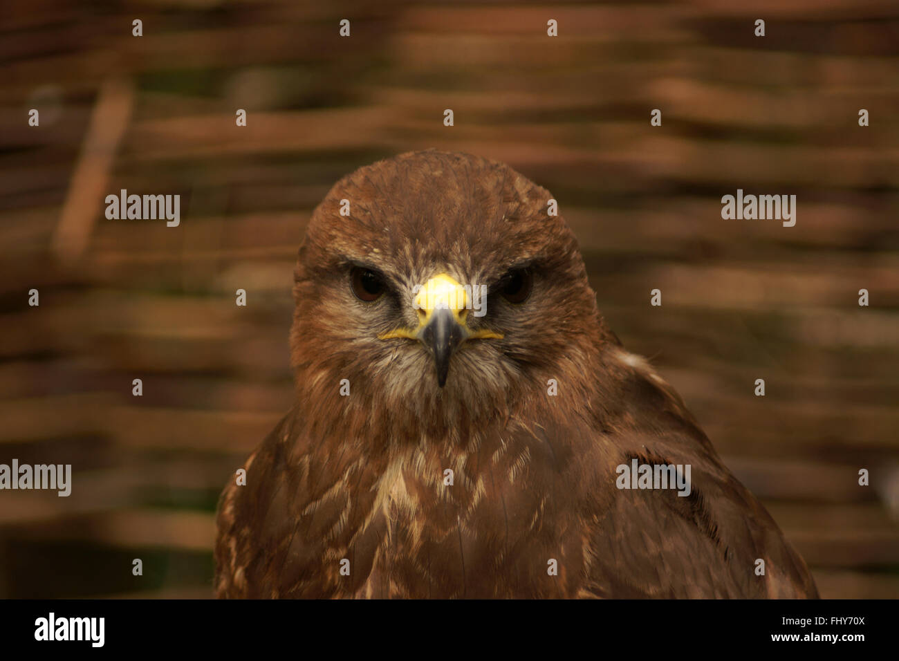 Common Buzzard, face on Stock Photo - Alamy