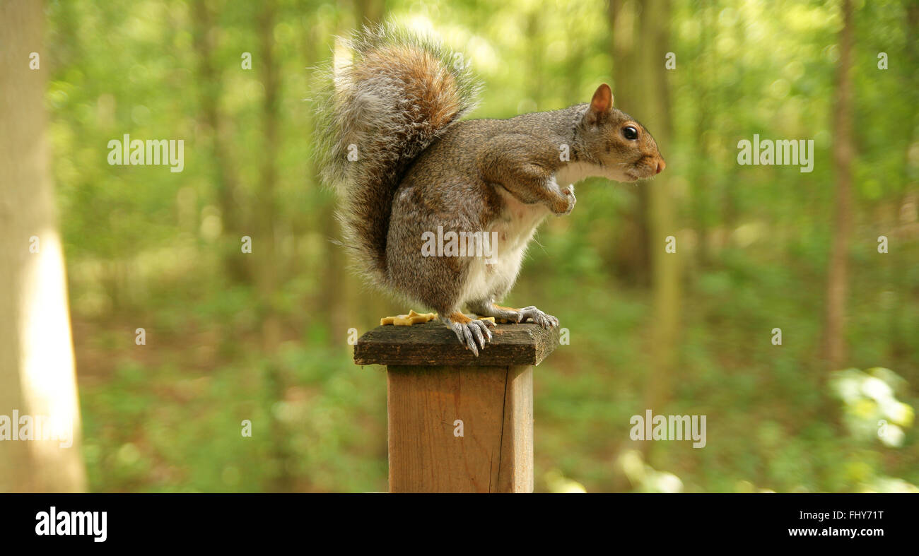 Grey Squirrel, female, sitting upright on fence post Stock Photo - Alamy