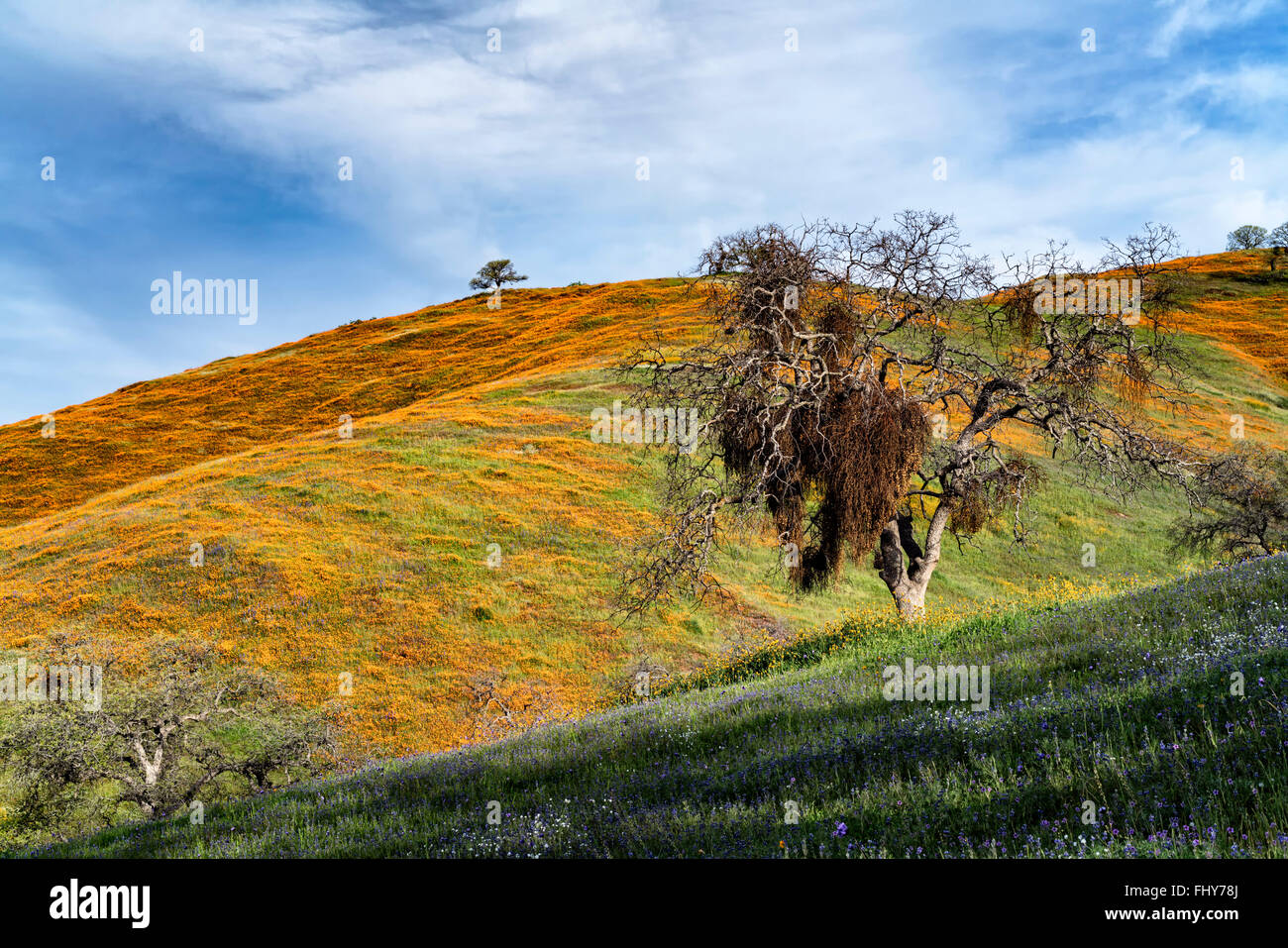 Spring wild flowers hi-res stock photography and images - Alamy