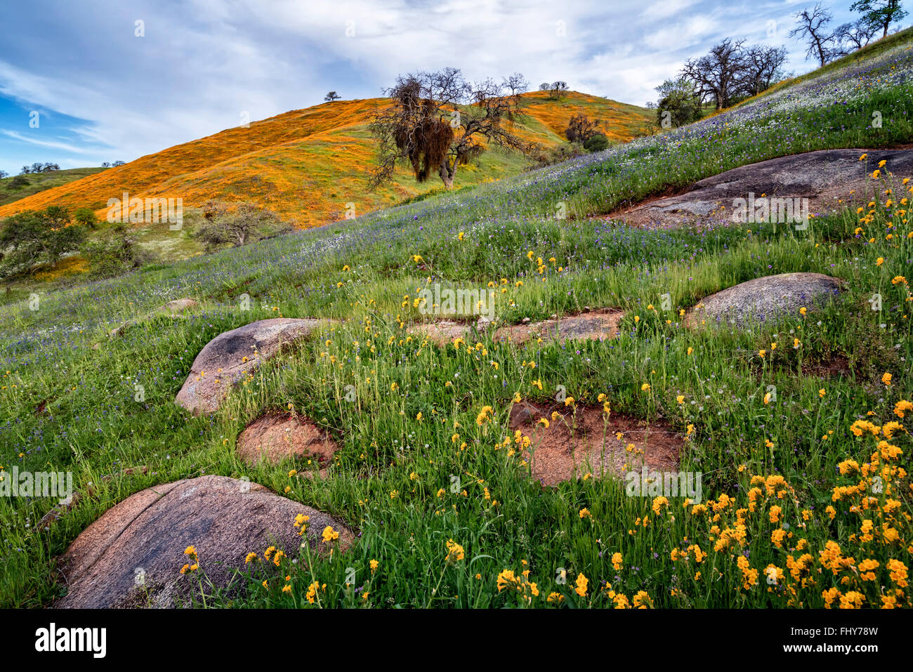 Flower of hills hi-res stock photography and images - Alamy