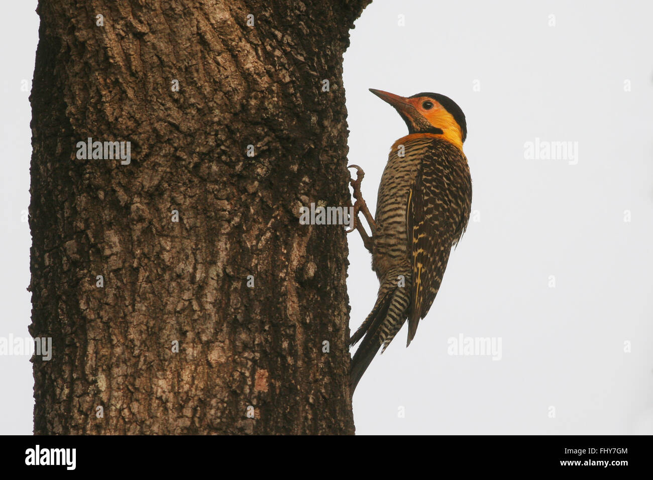 Campo Flicker (Colaptes campestris) on tree, Brasilia, Brazil Stock ...