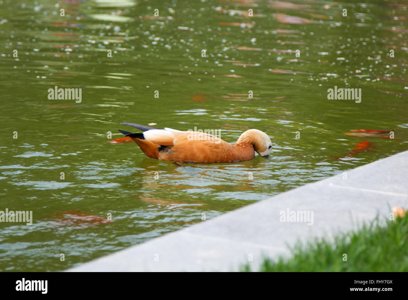 Mallard and fish hi-res stock photography and images - Alamy