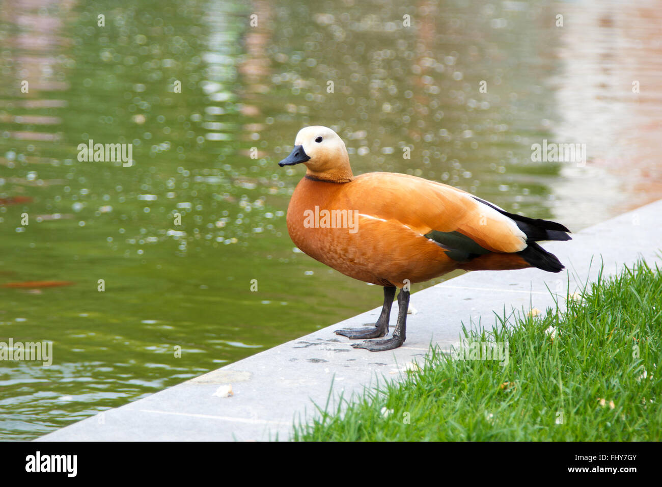 Brown and orange duck hi-res stock photography and images - Alamy