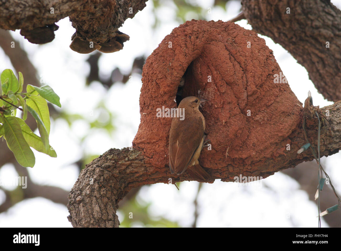 Rufous Hornero (Furnarius rufus) feeding young at nest, Brasilia ...