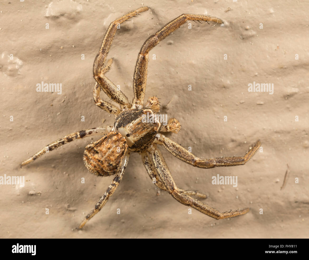Very high magnification hi-res stock photography and images - Alamy