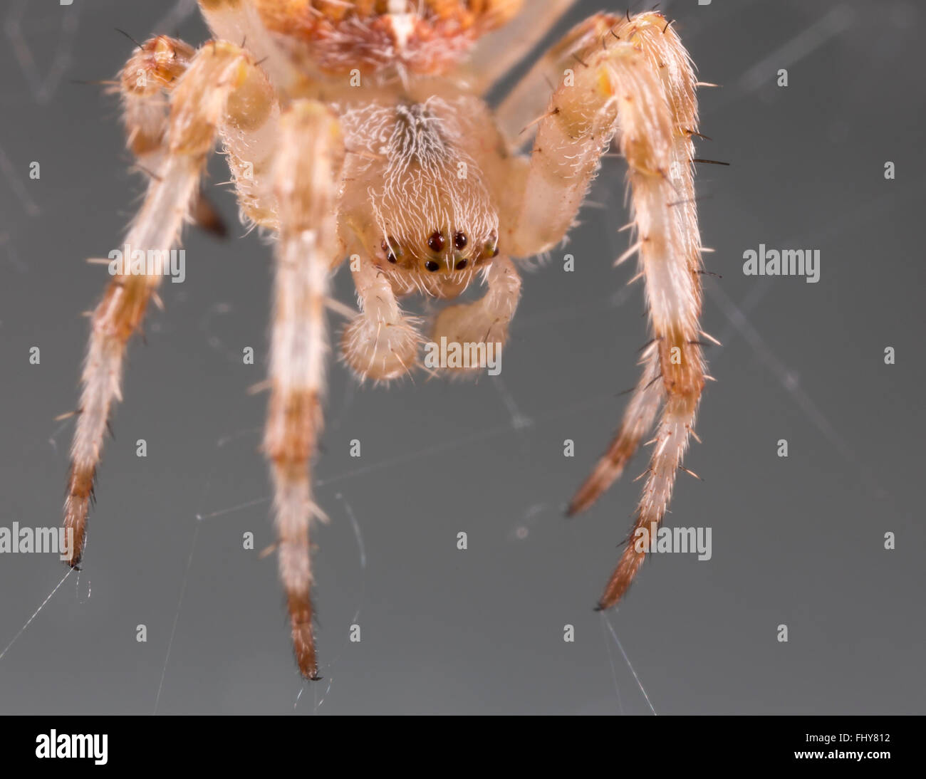 Small spider hi-res stock photography and images - Alamy