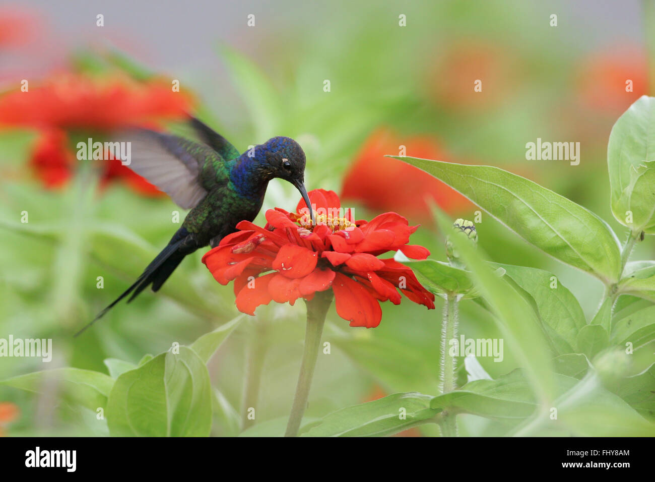 Swallow-tailed hummingbird (Eupetomena macroura) eating nectar from ...