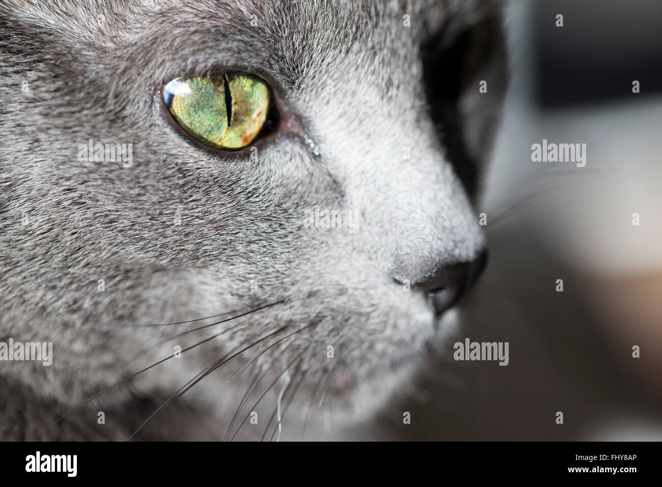 Face of grey cat, close-up Stock Photo - Alamy