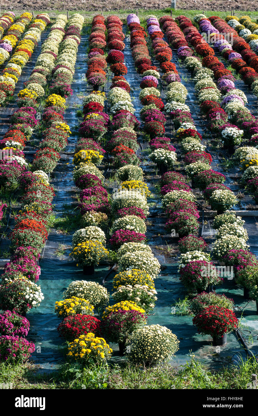 field of colorful flowers with sun Stock Photo - Alamy