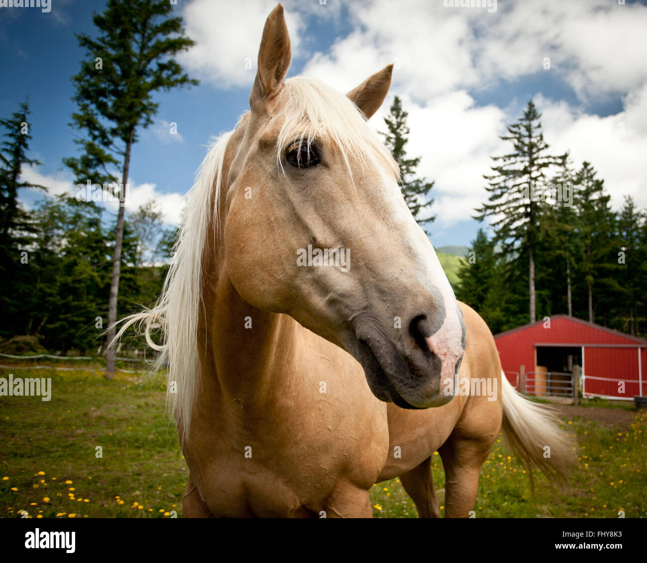 Palamino horse hi-res stock photography and images - Alamy