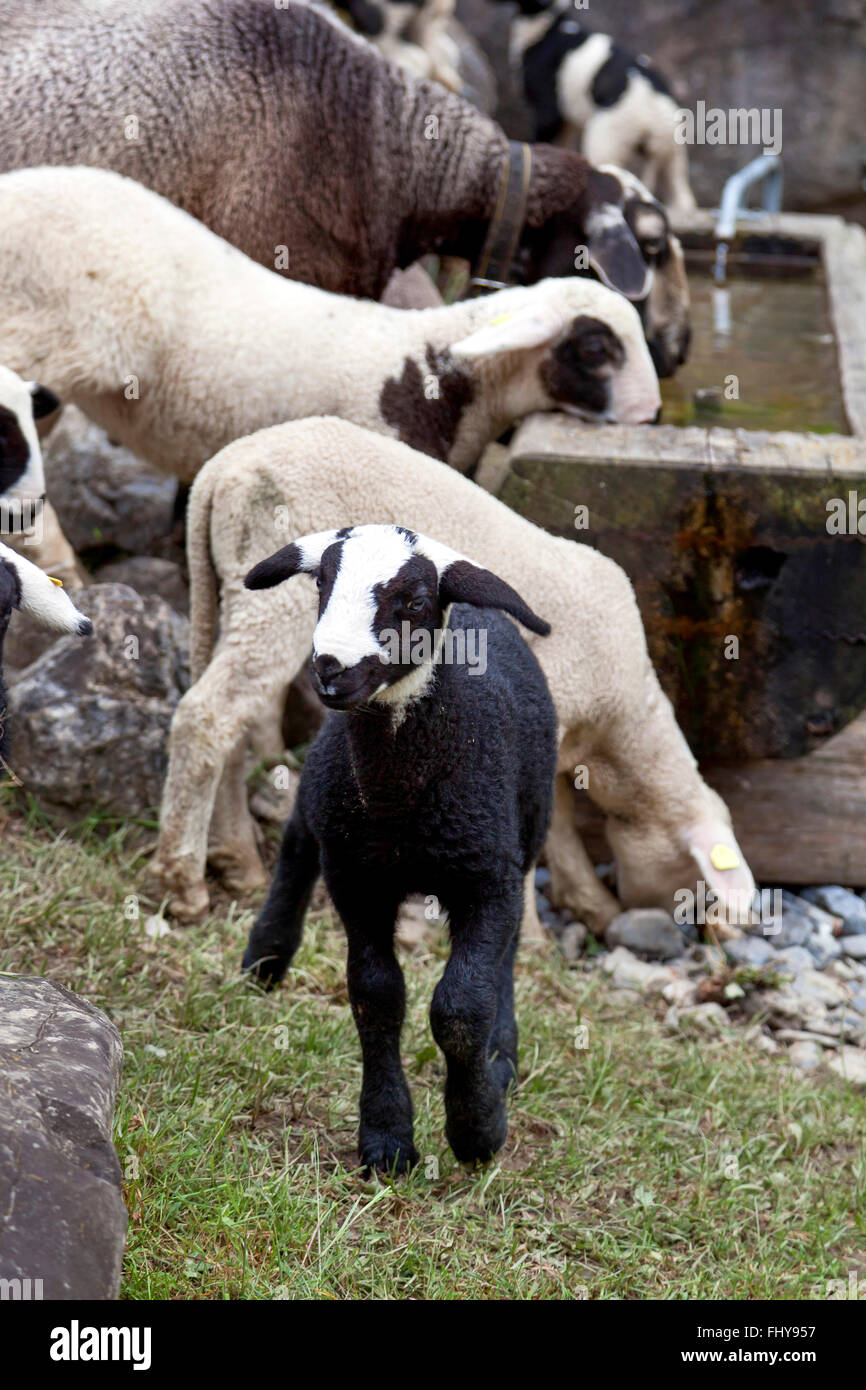 Farm animal drinking water hi-res stock photography and images - Alamy